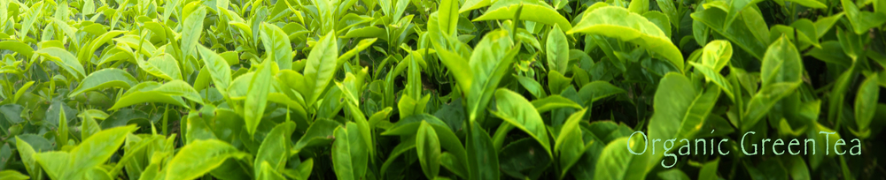 Organic Green Tea - Kalani Organica Coffees & Teas