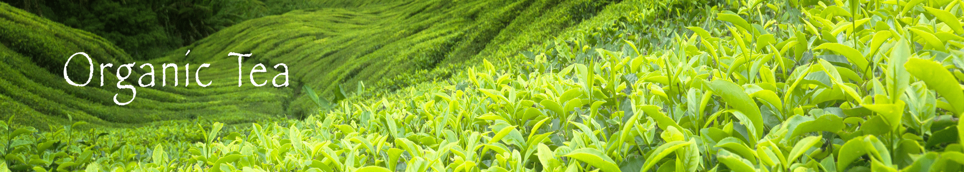 Certified Organic Tea – Kalani Organica Coffees & Teas